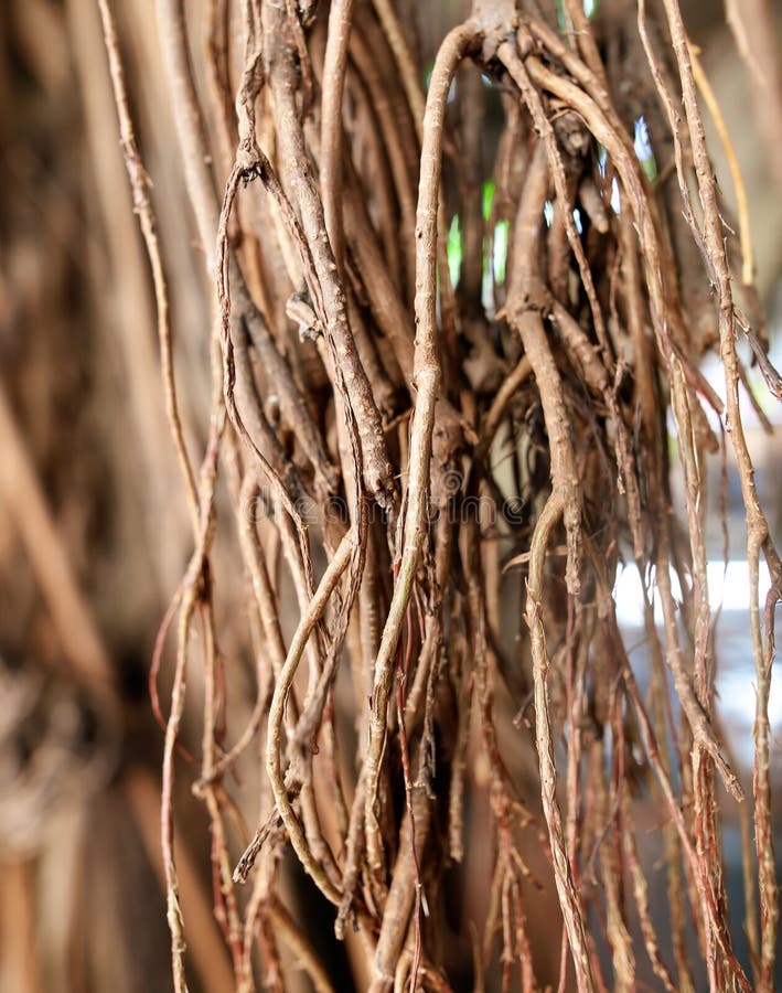 The Roots of a Tree Grow Outside Stock Photo - Image of roots, leaf ...