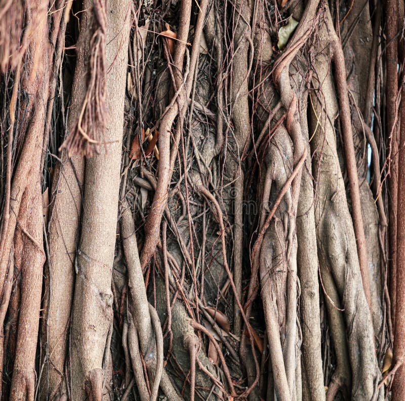 The Roots of a Tree Grow Outside Stock Photo - Image of forest, nature ...
