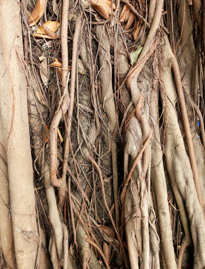The Roots of a Tree Grow Outside Stock Photo - Image of roots, leaf ...