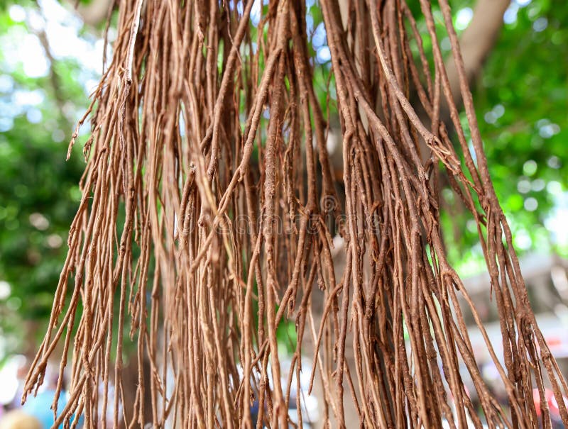 The Roots of a Tree Grow Outside Stock Photo - Image of trunk, pattern ...