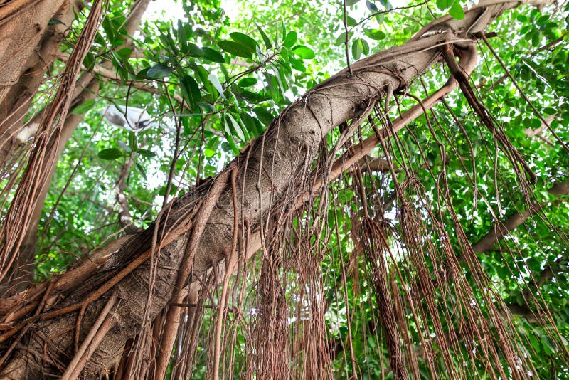 The Roots of a Tree Grow Outside Stock Image - Image of bark, leaf ...
