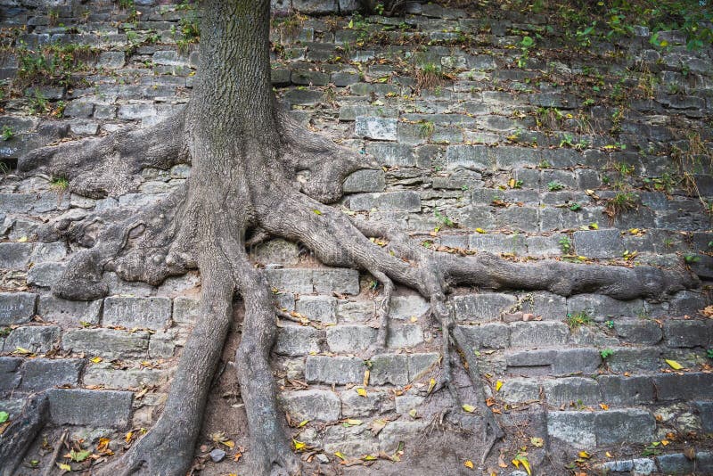 The Roots of the Tree Grow on the Stones Stock Image - Image of branch ...