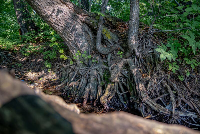 The Roots of a Tree Growing on the Bank of a Forest Stream Stock Photo ...