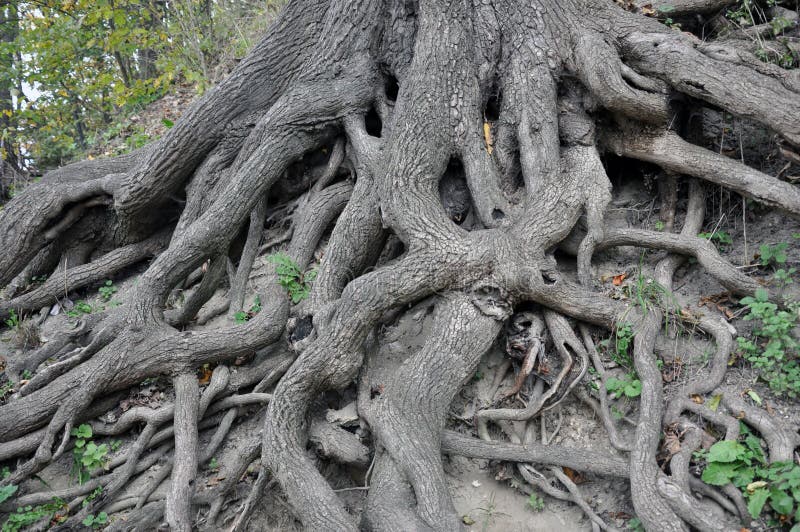 Tree Roots Growing Through The Rock Mountain Stock Image - Image of ...
