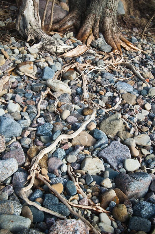 Roots of the Tree Growing among the Rocks Stock Image - Image of land ...