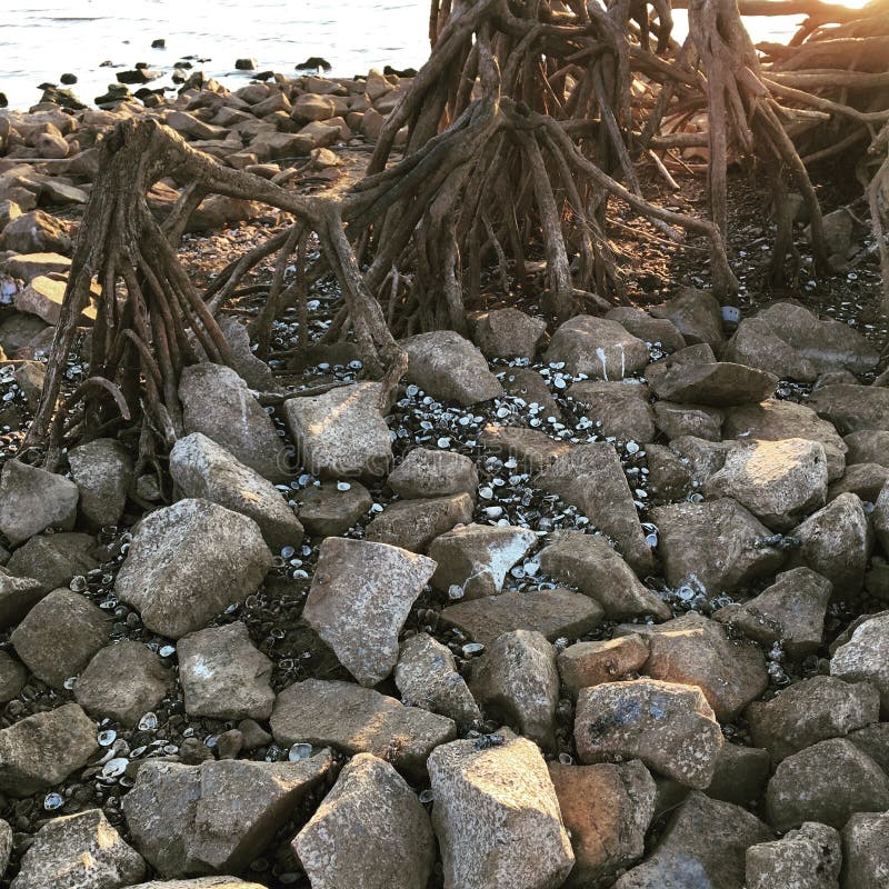 Roots stock image. Image of tree, roots, grown, rocks - 91891469