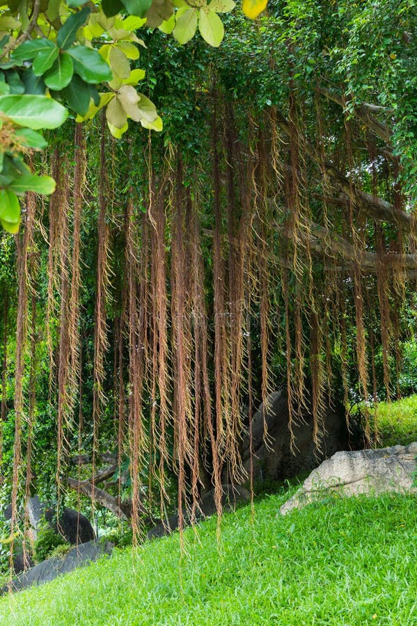 The Roots of the Tree Hang from the Branches Stock Image - Image of ...
