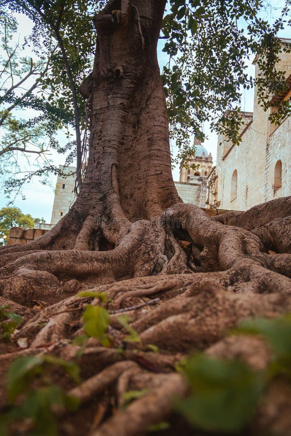 Roots of a Tree Hundreds of Years Old, Old Tree Stock Image - Image of ...