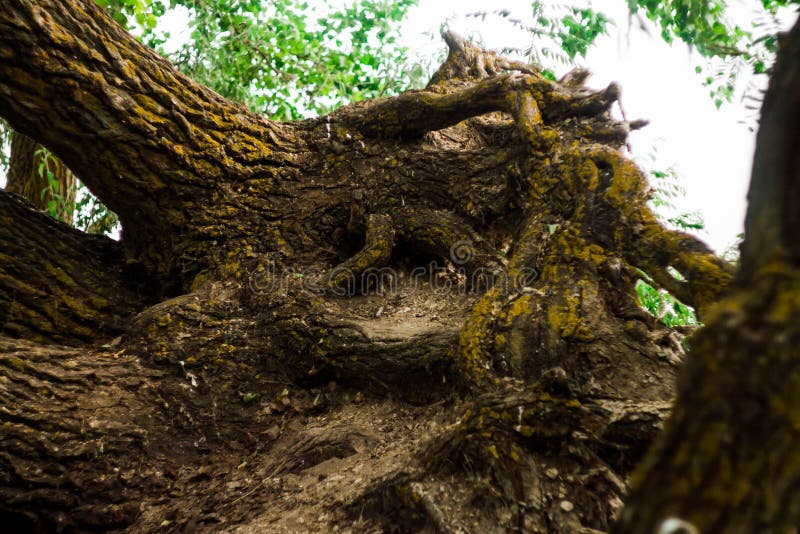The Roots of the Tree are Intertwined on a Sandy and Stony Surface, the ...