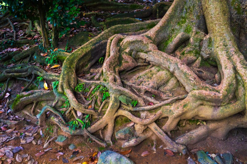 Roots of tree in jungle stock photo. Image of growth - 250104424