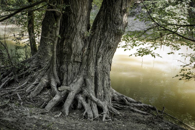 Roots of tree stock photo. Image of roots, river, long - 96548980