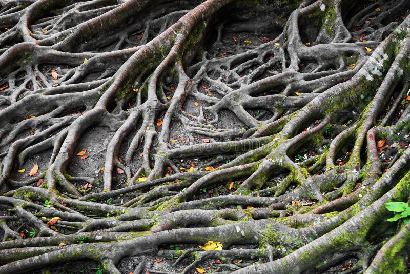 Tree Root Maze Stock Photos - Free & Royalty-Free Stock Photos from ...