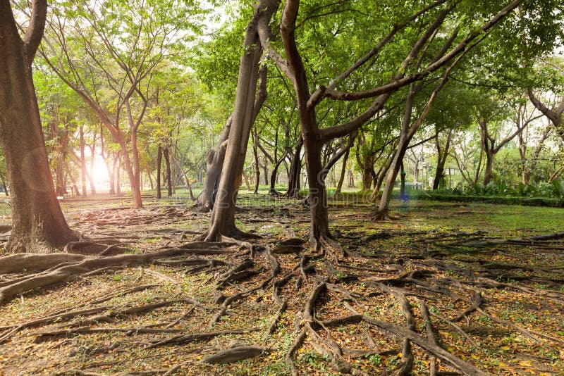 Roots stock image. Image of aged, ground, ecology, foliage - 110811953