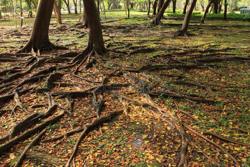 Roots stock photo. Image of environment, green, banyan - 110812028