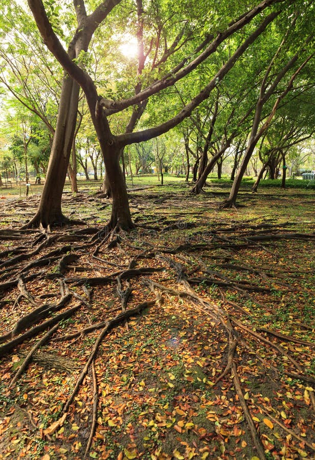 Roots stock photo. Image of plant, rainforest, green - 110812286