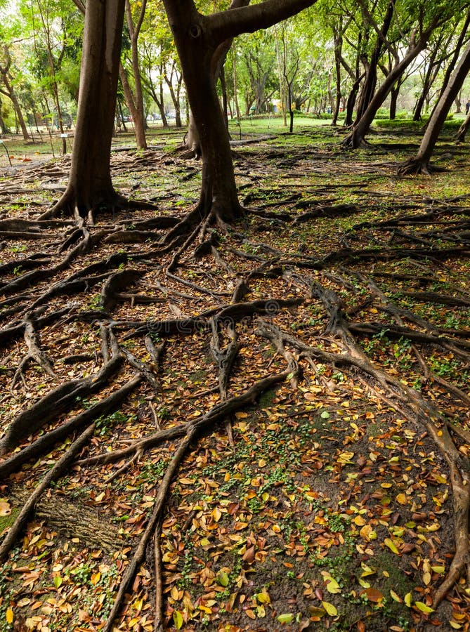 Roots stock image. Image of outdoor, root, growth, rural - 110812583