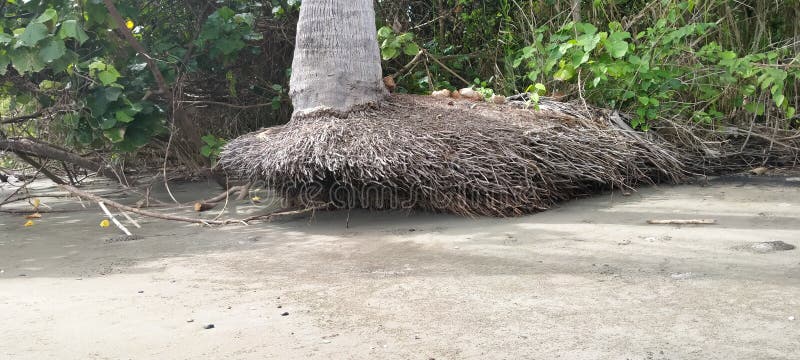 Tree Roots on the Beach stock image. Image of sand, beach - 265819461