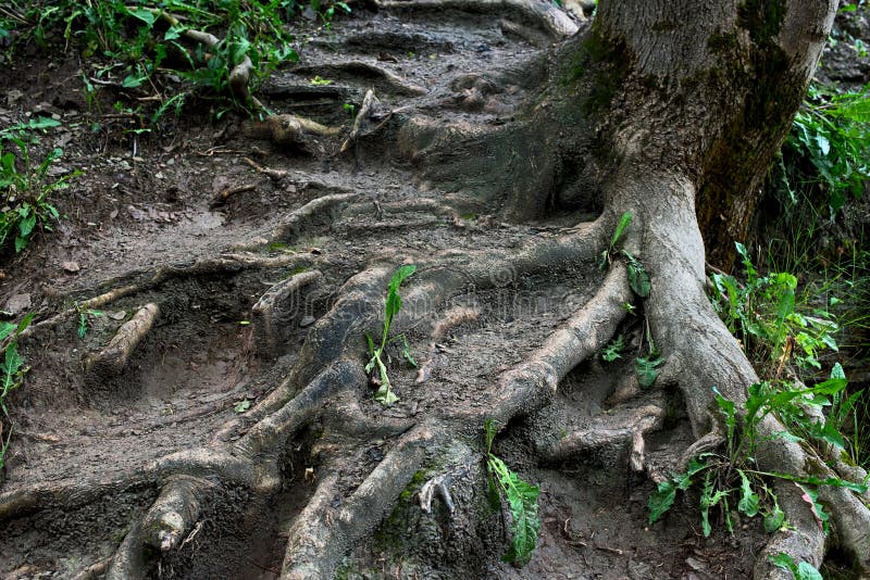 Roots of a Tree in Mud, Dirt and Grass Stock Photo - Image of ...