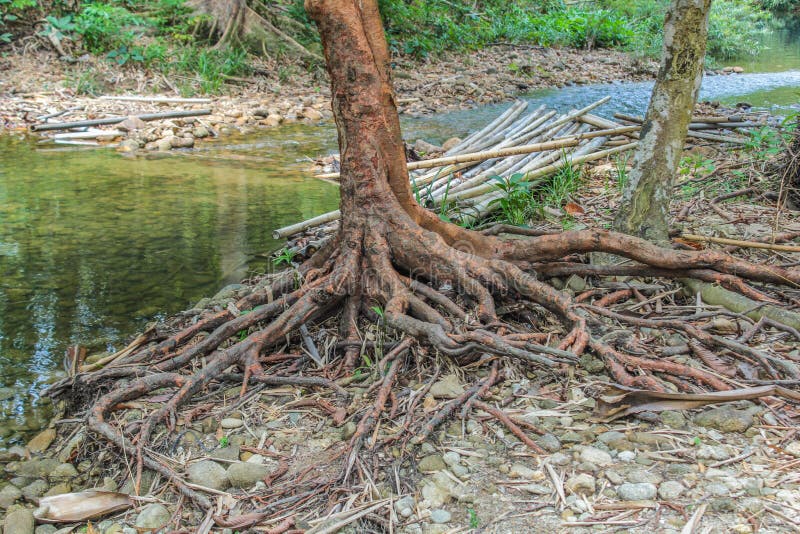 Roots of tree stock photo. Image of leafs, river, wood - 77121676