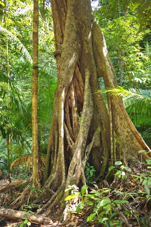 The Roots of a Tree Parasite Braids with a Trunk of Other Tree Stock ...