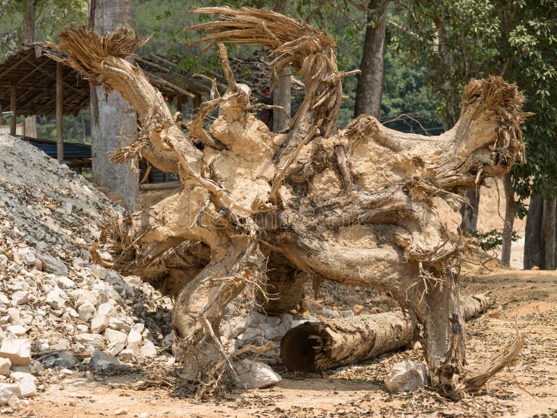 Roots stock photo. Image of shadow, water, biggest, rain - 70138498