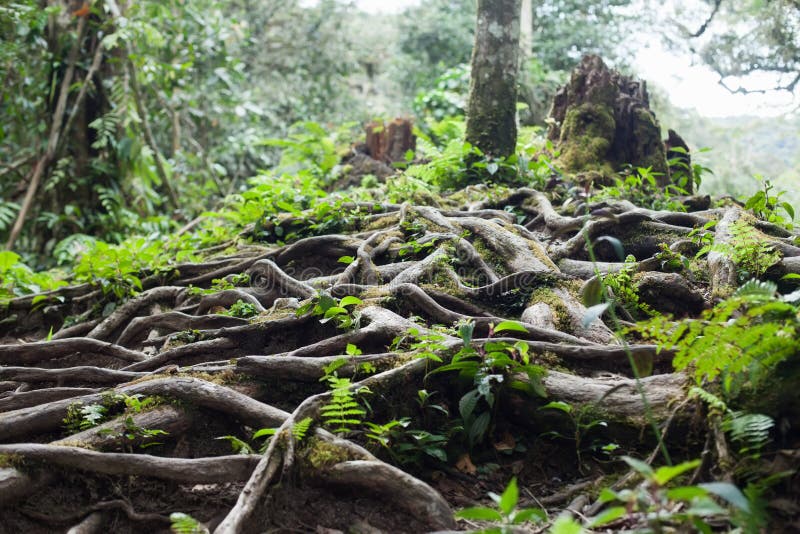Jungle roots stock photo. Image of woodland, outside - 89777192