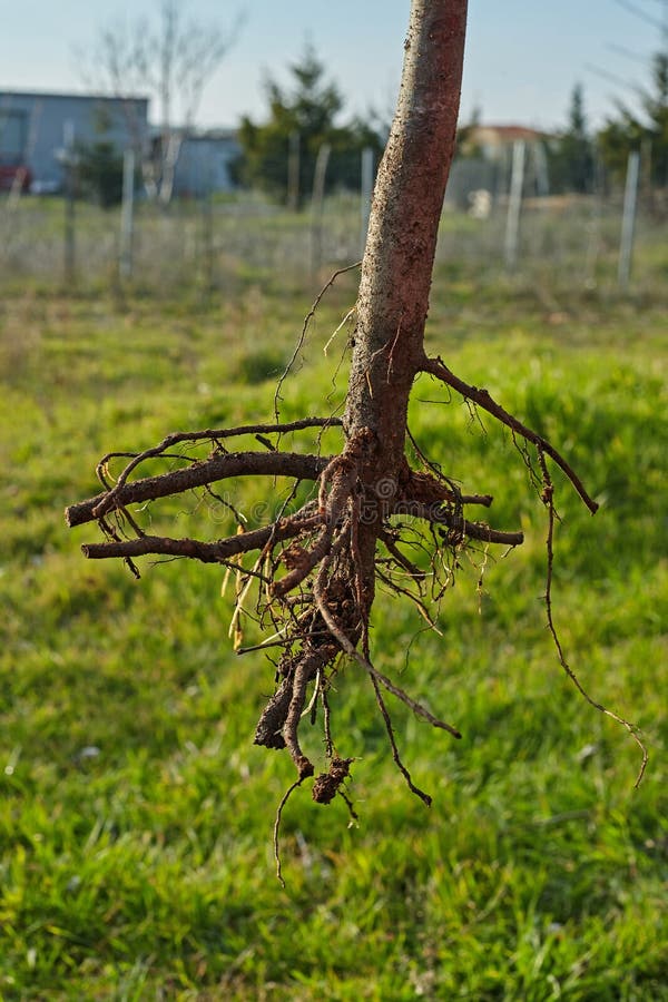 Roots of Tree Ready for Planting. Stock Photo - Image of nature, season ...