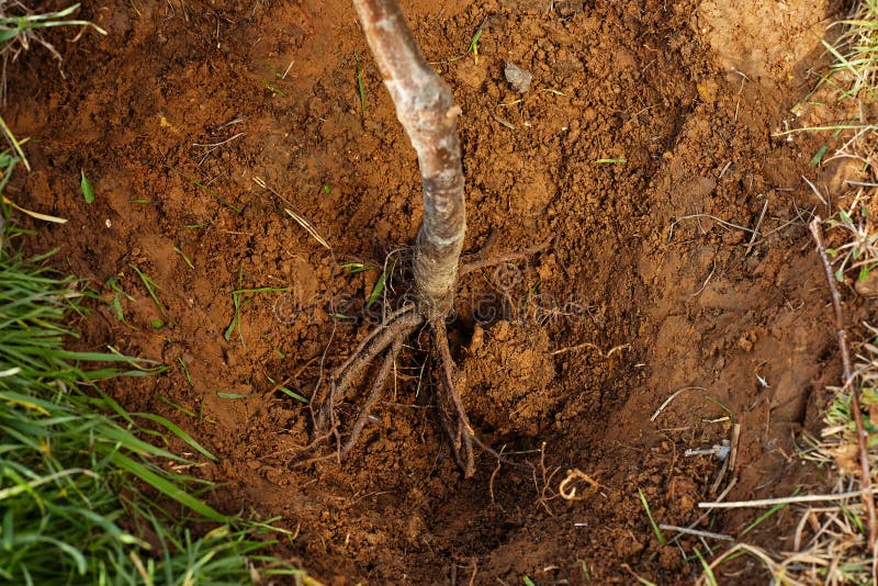 Planting Hole. Tree Planting-hole Preparation And Soil Improvement ...