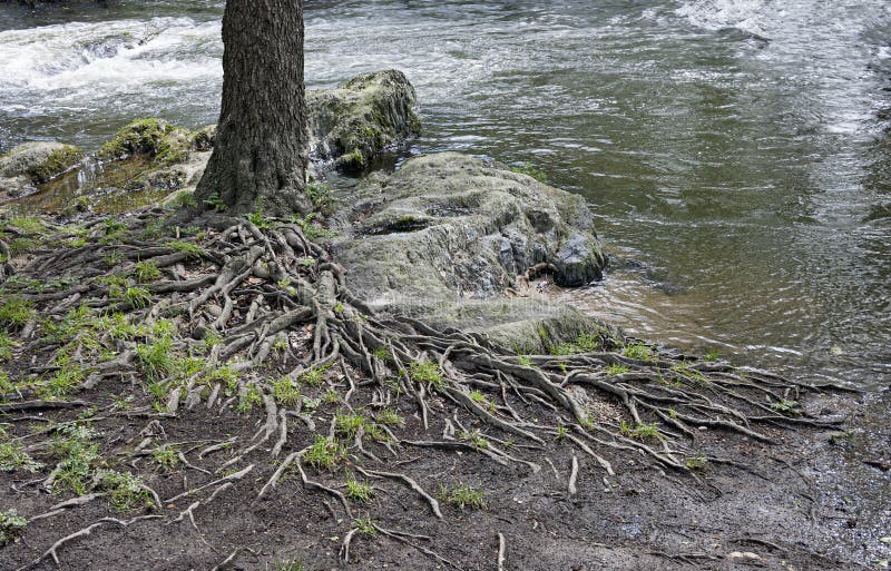 The Roots of a Tree Rise Above the Ground Next To a River Stock Image ...