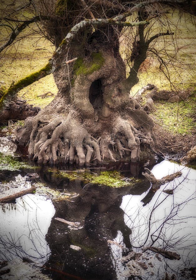 The Roots of a Tree Rise Above the Ground Next To a River. Stock Image ...