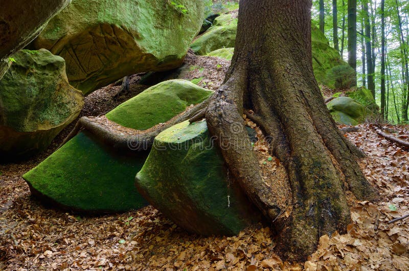 Roots of a tree on a rock stock image. Image of forest - 52393843