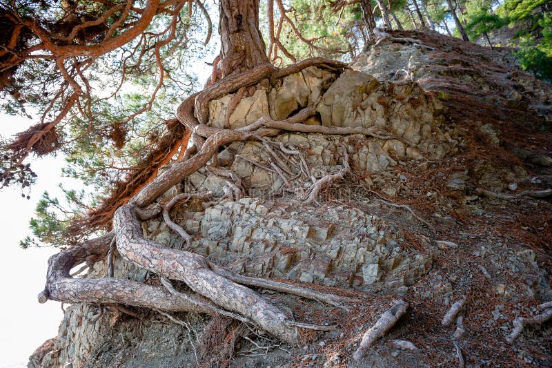Tree Roots on Rocks stock photo. Image of roots, moss - 46178552