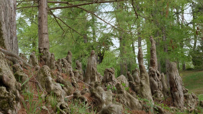 Roots. Tree Roots. Root System. Bare Tree Roots, Mysteriously Shaped ...