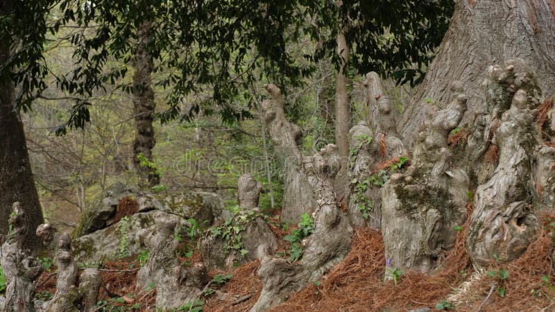 Roots. Tree Roots. Root System. Bare Tree Roots, Mysteriously Shaped ...