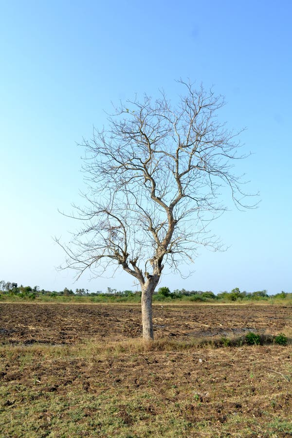 Roots tree stock image. Image of nikon, leaves, tamiladu - 176967275