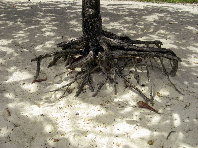 Roots of a Tree in the Sand in Mansalay on the Philippines 24.2.2017 ...