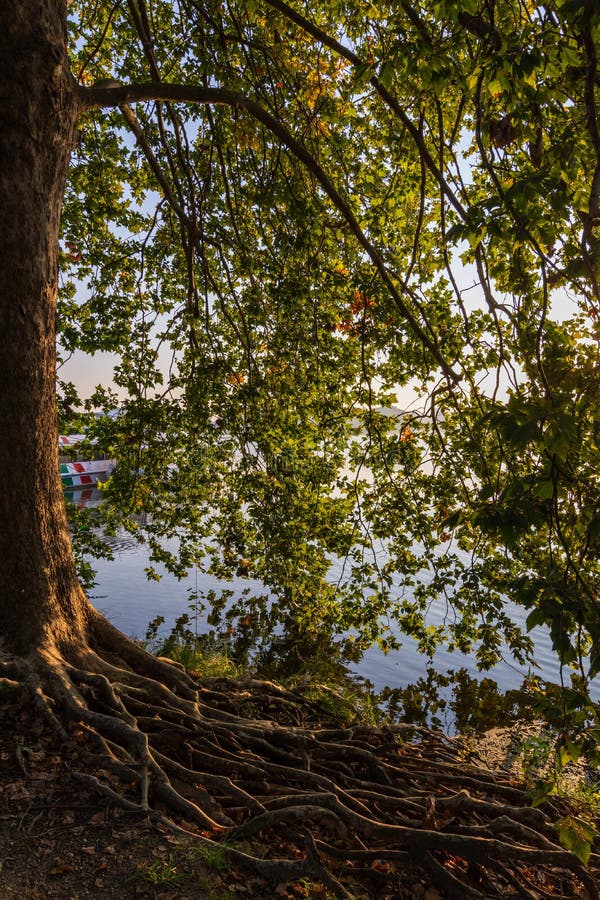 The Roots of a Tree in the Shade of Its Branches in an Autumn Morning ...