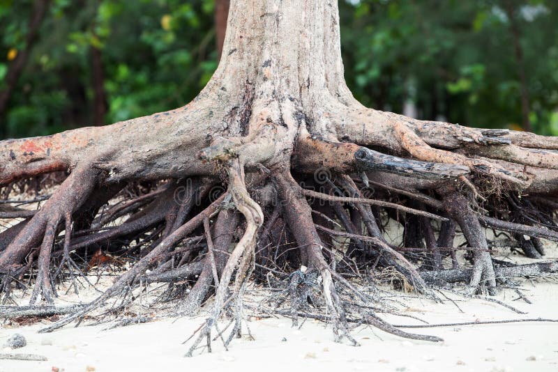 Roots of Tree Standing Dead because Erode by Seawater on Beach. Stock ...