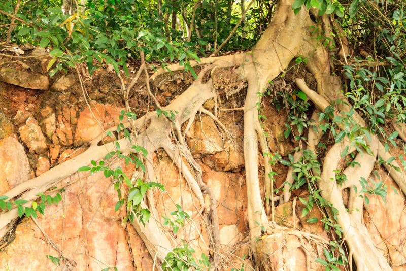 Roots tree on stone stock photo. Image of root, curved - 34713104