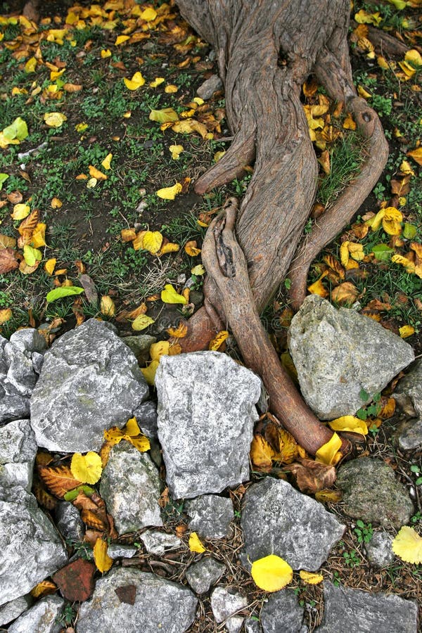 Roots of Tree,stones and Yellow Leaves. Stock Image - Image of park ...