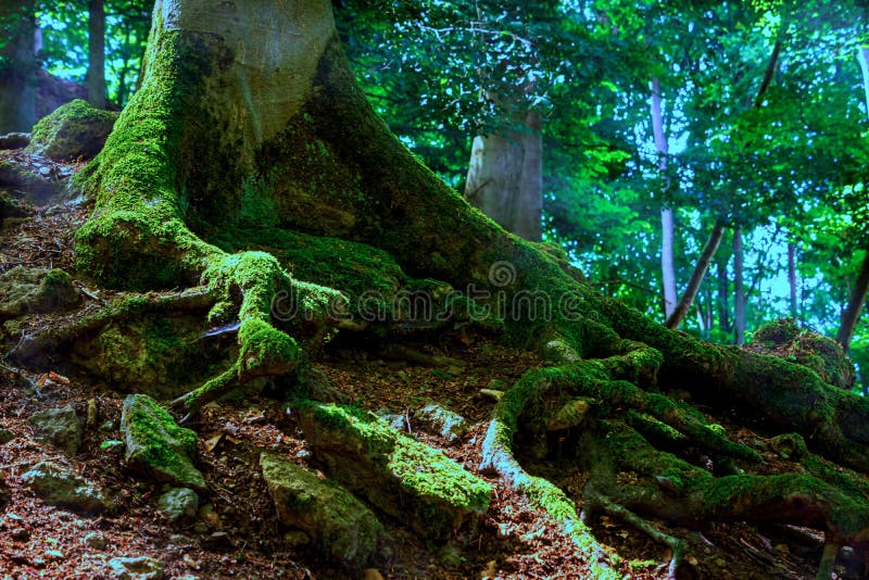 Roots of a Tree in the Summer Forest. Stock Image - Image of peaceful ...