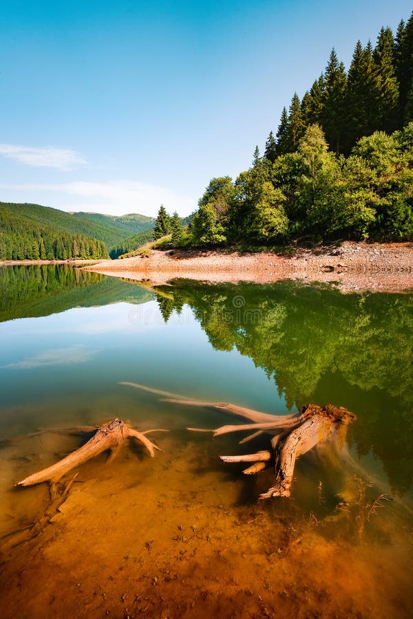 Roots of Tree Sunken in Lake Stock Photo - Image of roots, sunk: 247440306
