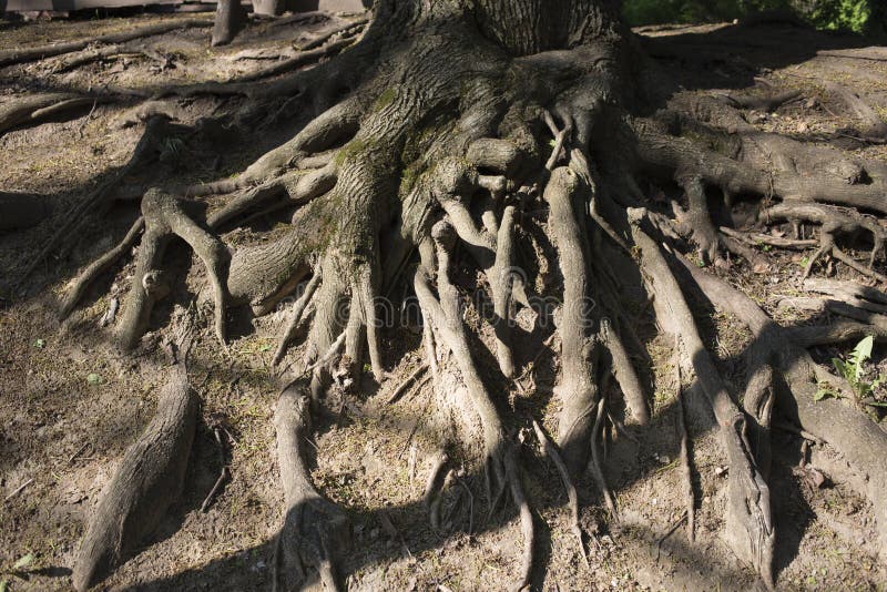 The Roots of a Tree on the Surface of the Earth Stock Photo - Image of ...