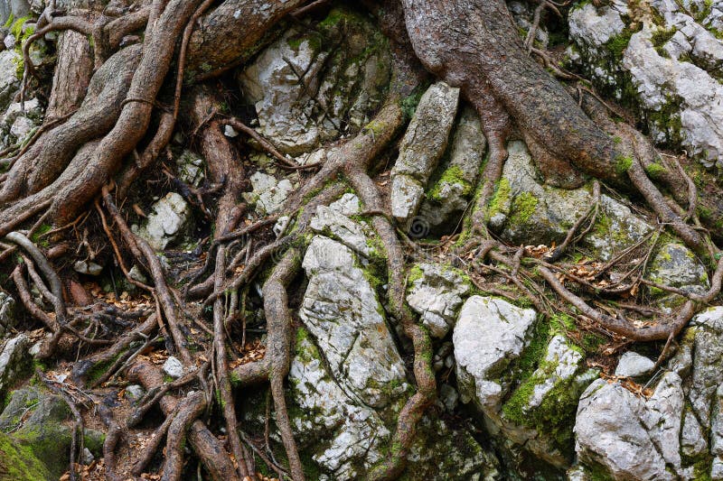 Roots of a Tree on the Surface of the Ground, Cerna Mountains, Romania ...
