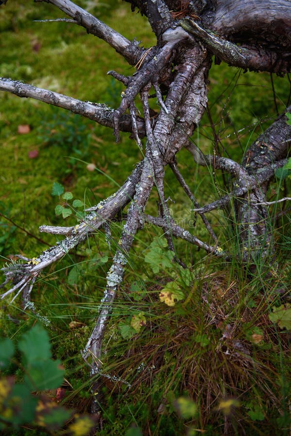 The Roots of a Tree in a Swamp in the Forest Stock Image - Image of ...