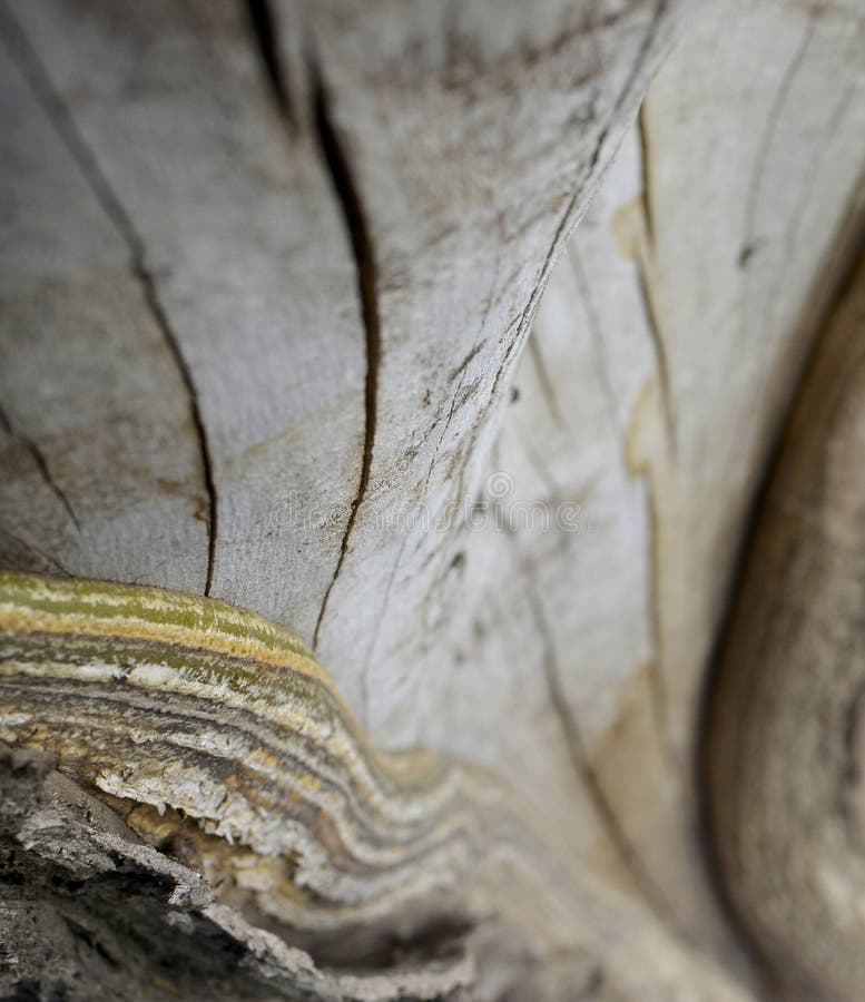Roots of the Tree. Texture of a Bark Tree Close Up Interesting Details ...