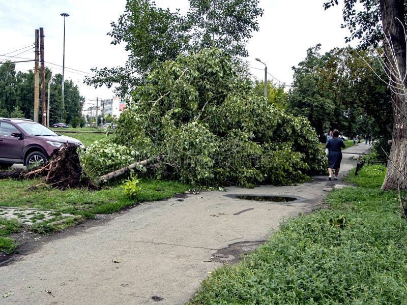 Roots of a Tree Torn Out by a Strong Wind in the City Stock Image ...