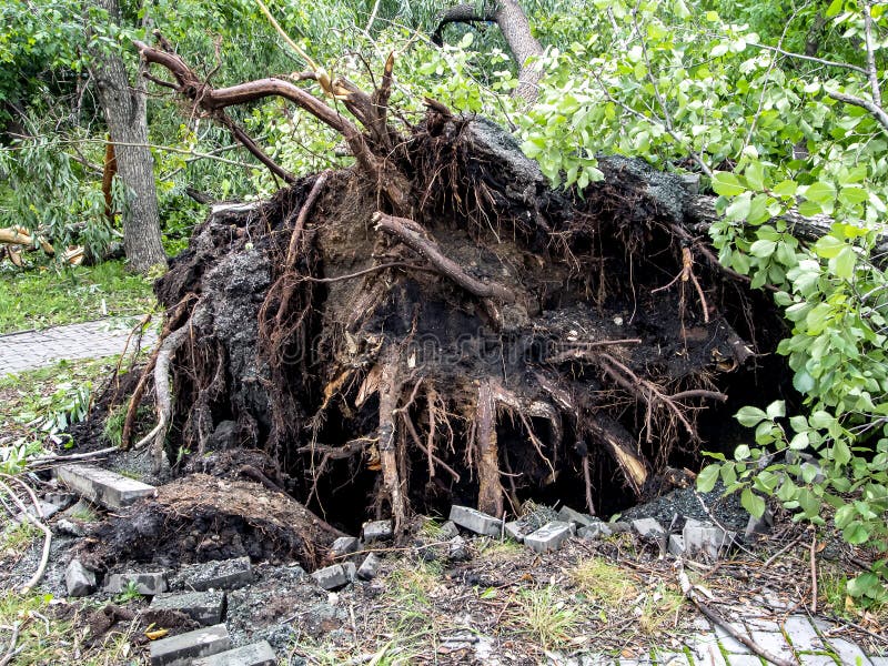 Roots of a Tree Torn Out by a Strong Wind in the City Stock Photo ...