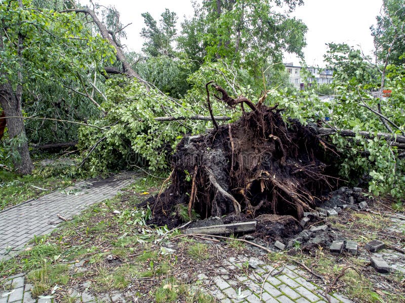 Roots of a Tree Torn Out by a Strong Wind in the City Stock Photo ...