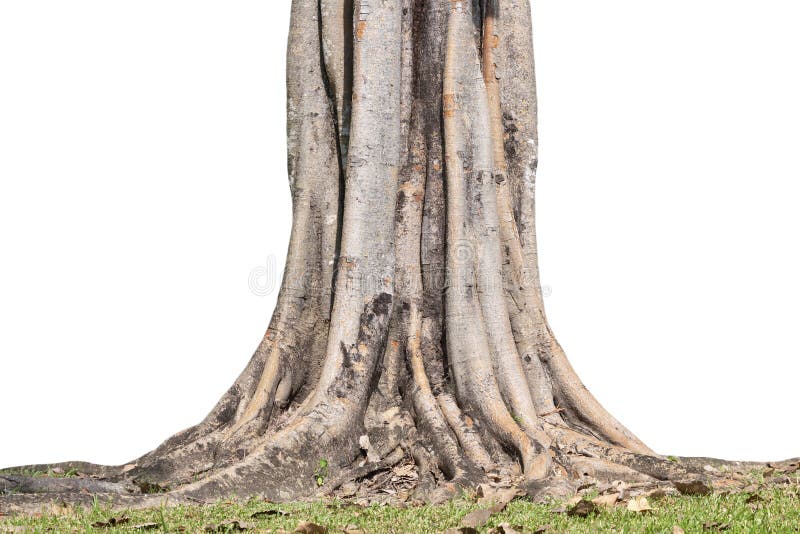 Trunk and Big Tree Roots Spreading Out Beautiful in the Tropics. the ...